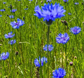 Cornflower 'Blue Ball' | ThePackingShedTamar