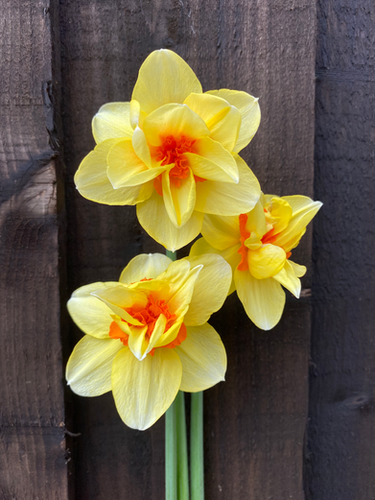 100 'Jersey Torch' Narcissi {MB} | ThePackingShedTamar