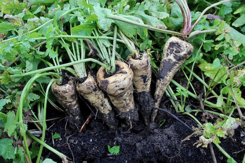 Parsnip 'Student' | ThePackingShedTamar