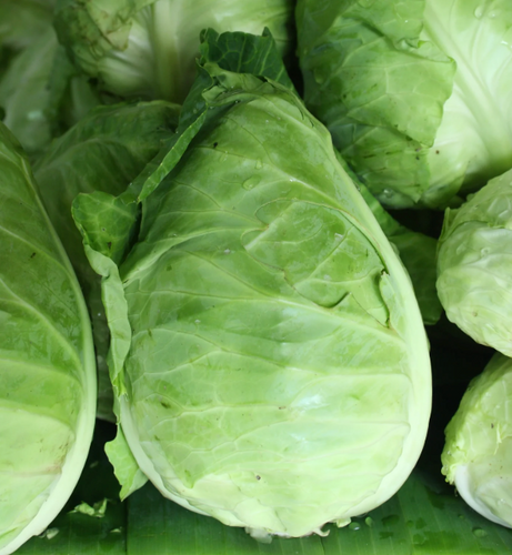 Cabbage 'Early York' | ThePackingShedTamar