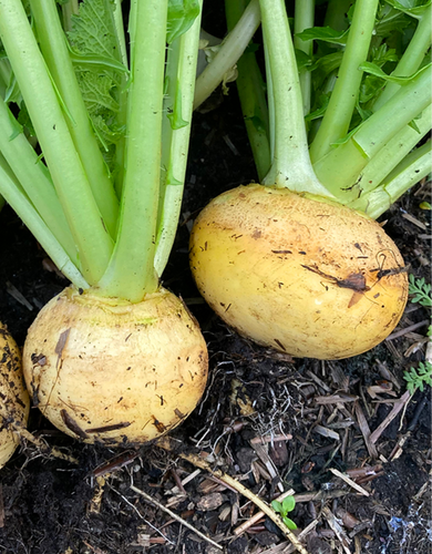 Turnip 'Orange Jelly' | ThePackingShedTamar