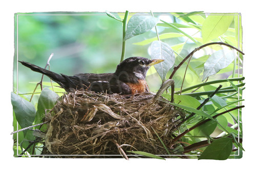 Mama Robin-edged-card | gwaldman.com