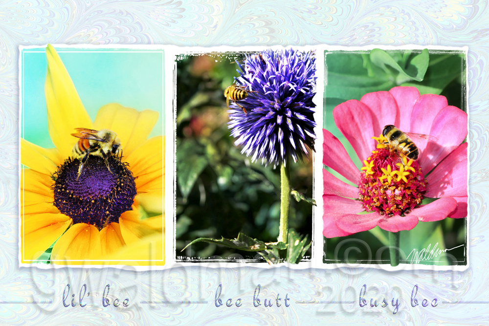 Card Portfolio | gwaldman.com