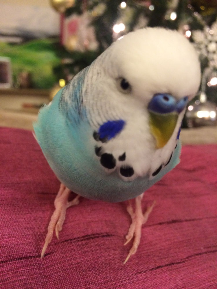 Meet Simon, the inspiration behind Cheeky Budgie Design