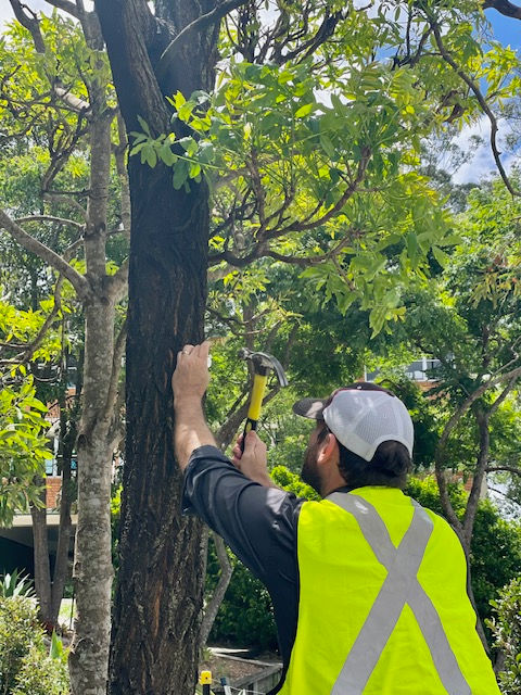 Arbor Training & Consulting Solutions | Consulting Arborist ...