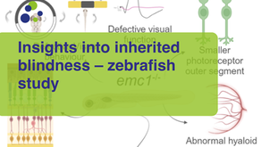 Why zebrafish are used in animal research | EARA