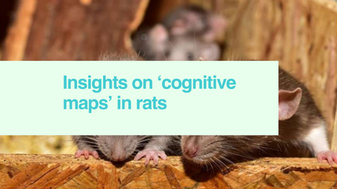 Insights on ‘cognitive maps’ in rats