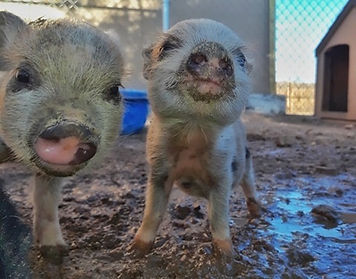 Better Piggies Rescue - Pig Rescue of AZ