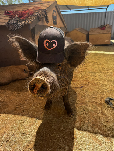 Better Piggies Branded Trucker Hat | BetterPiggiesRescue
