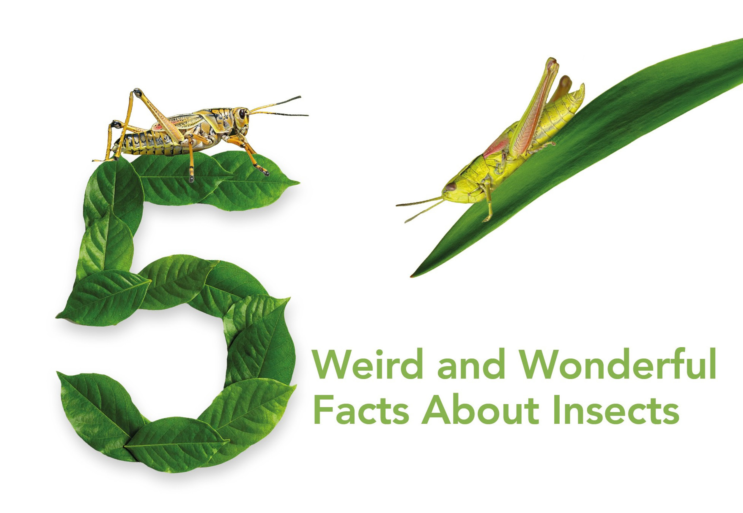 5 Weird and Wonderful Facts About Insects