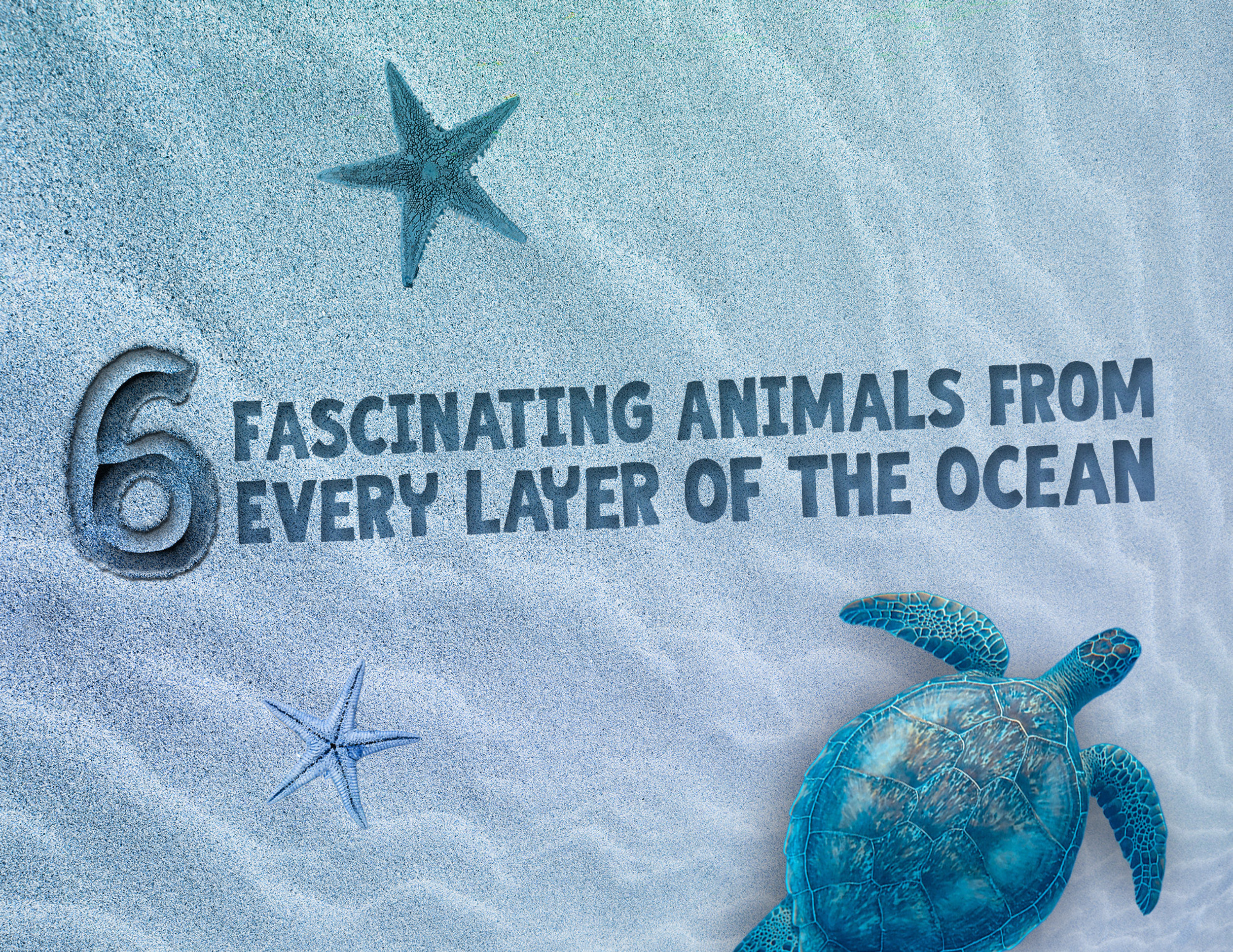 6 Fascinating Animals From Every Layer Of The Ocean