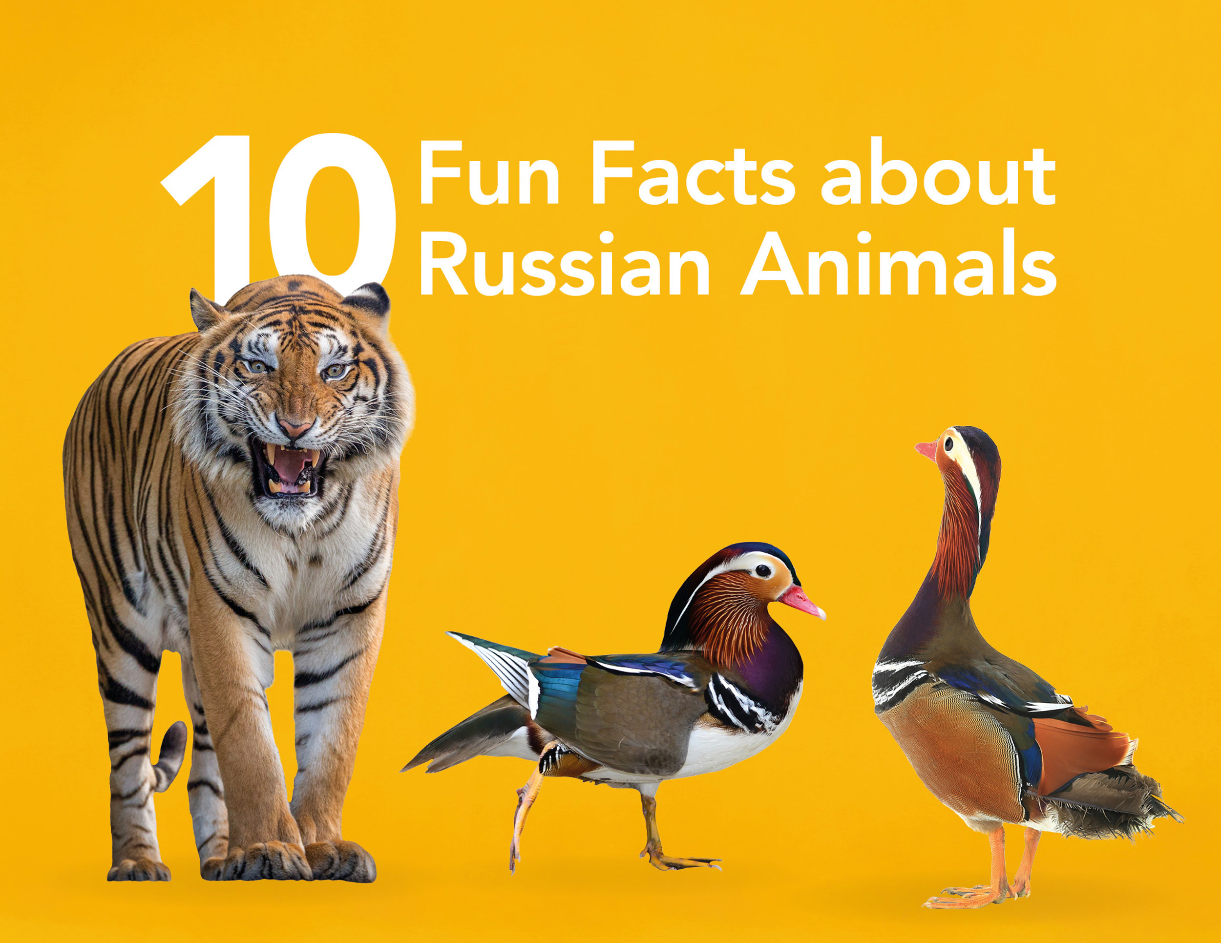 10 Fun Facts about Russian Animals