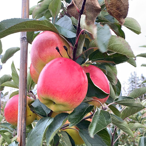 Ambrosia Apple | Jai Estates Canada