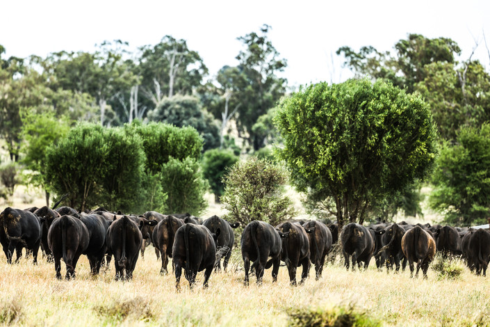 2023 Lot Videos | Clunie Range Angus Stud