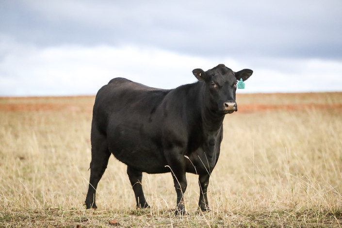 2023 Lot Videos | Clunie Range Angus Stud