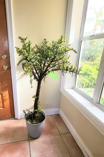 Ancient 45 year old Portalcaria Afra Tree i | victoriancottagesucc
