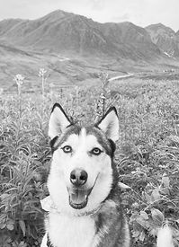 Our Pets | Alaska SPCA