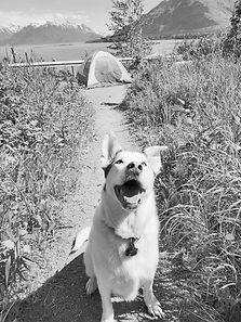 Our Pets | Alaska SPCA