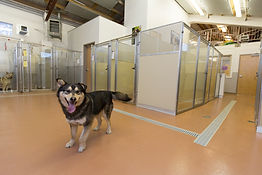 Adoption Center | alaskaspca