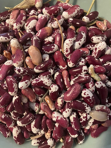 Jacob's Cattle Dry Bean | Fort Collins local farm | Folks Farm and Seed ...