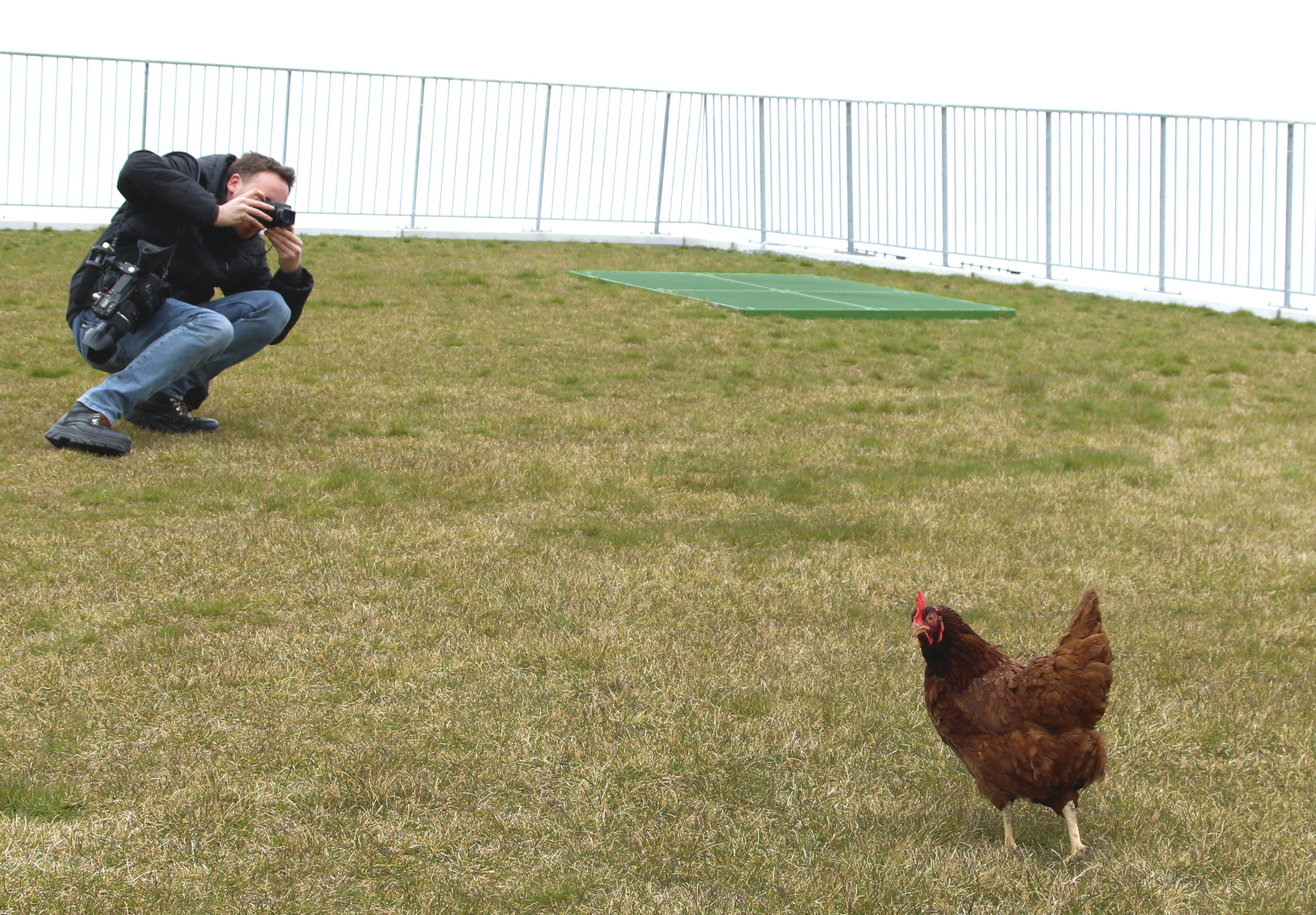 PLANETARY COMMUNITY CHICKEN (PCC) | koenvanmechelen