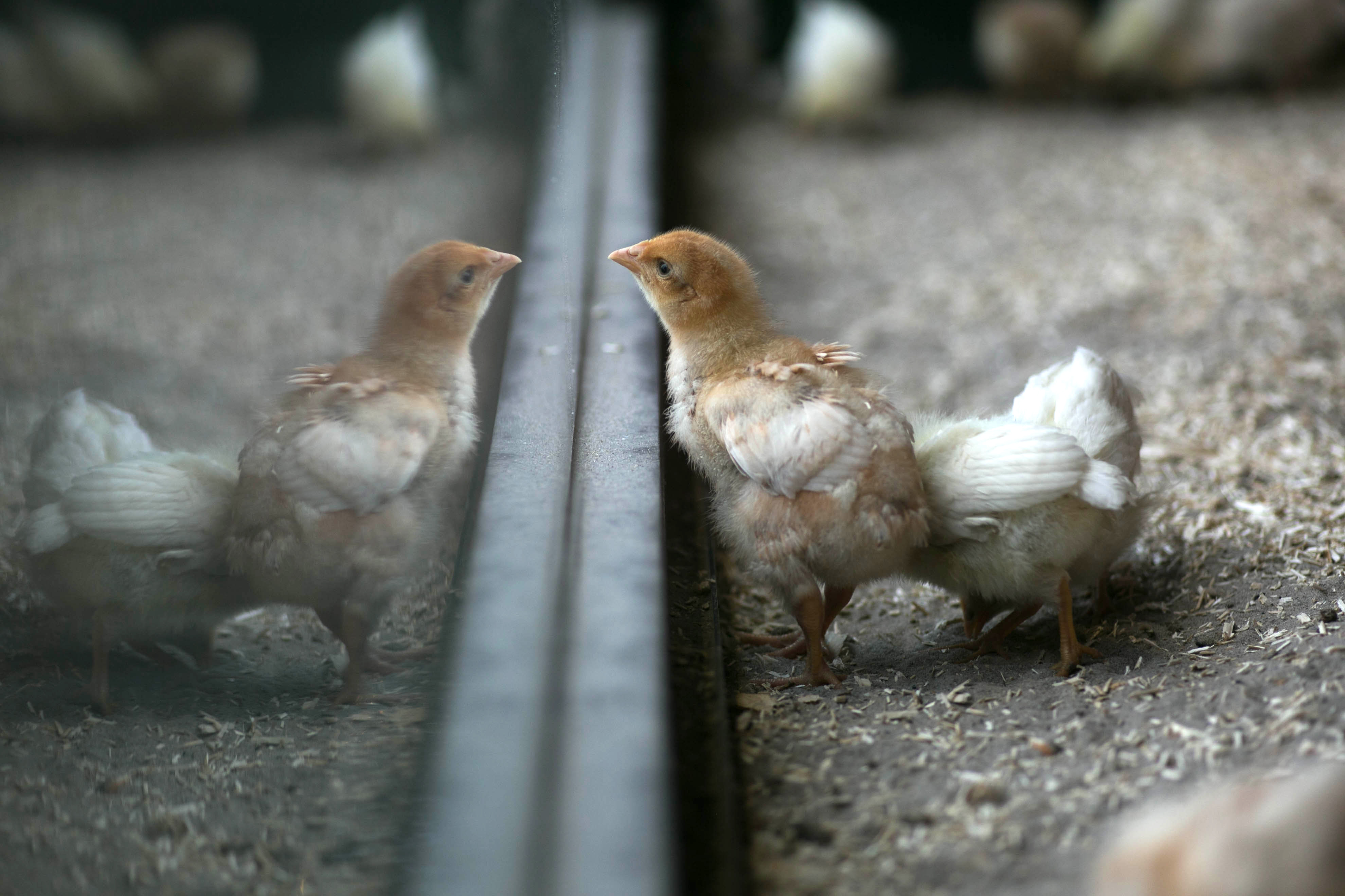 PLANETARY COMMUNITY CHICKEN (PCC) | koenvanmechelen