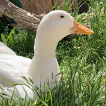 MEET OUR ANIMALS | The Amarillo Zoo