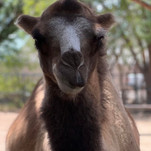 MEET OUR ANIMALS | The Amarillo Zoo