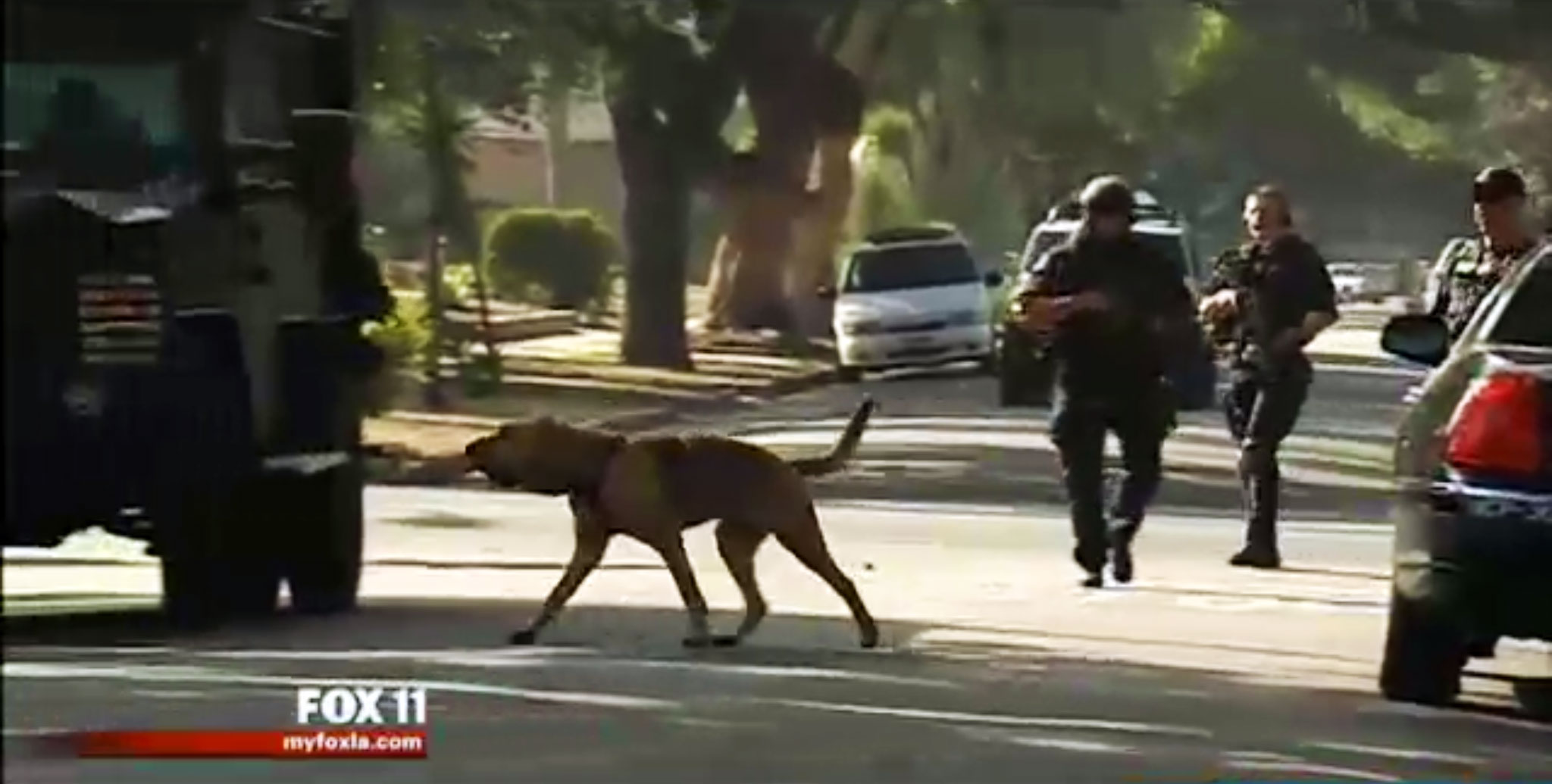 California Search K9 LLC - K9 Training Academy - Cadaver and Tracking