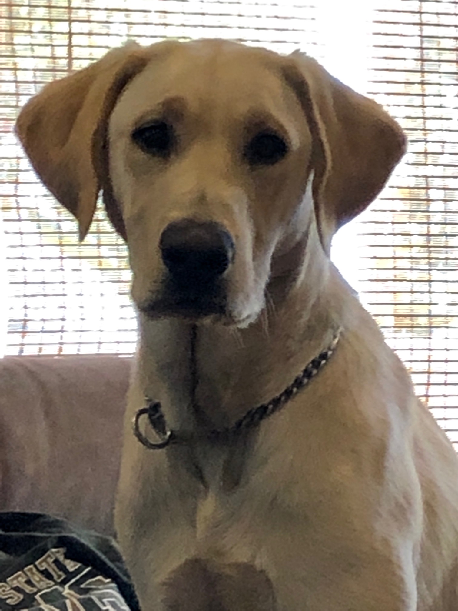 California Search K9 LLC - K9 Training Academy - Cadaver and Tracking