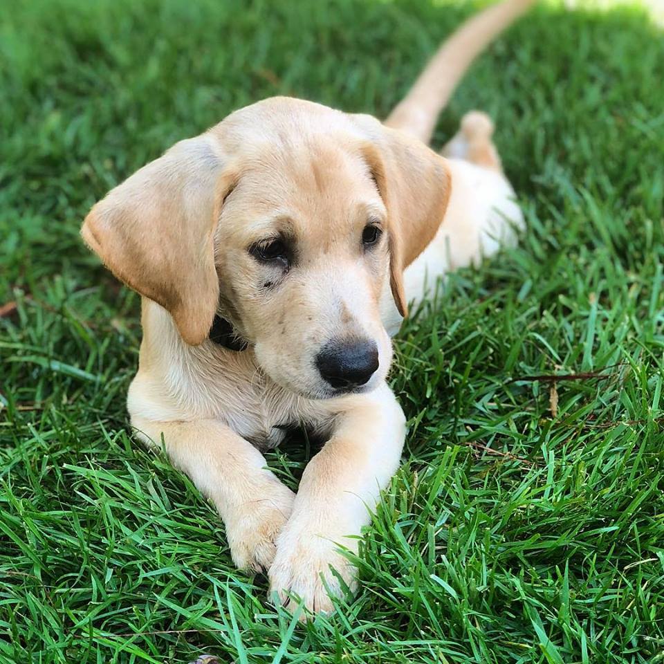 California Search K9 LLC - K9 Training Academy - Cadaver and Tracking