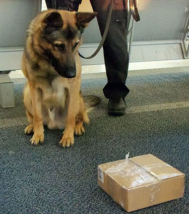 Bomb Dog - Los Angeles and Ventura County