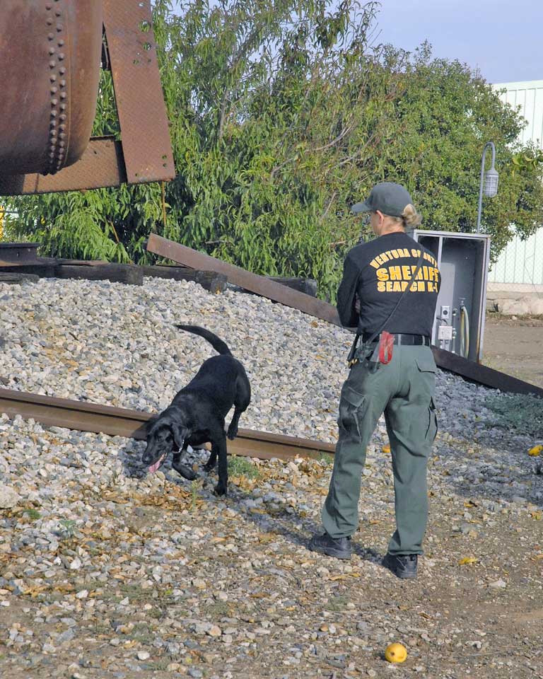 Human Remains Detection - Cadaver - HRD Dogs