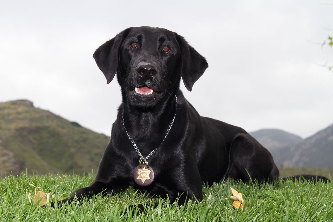 California Search K9 LLC - K9 Training Academy - Cadaver and Tracking