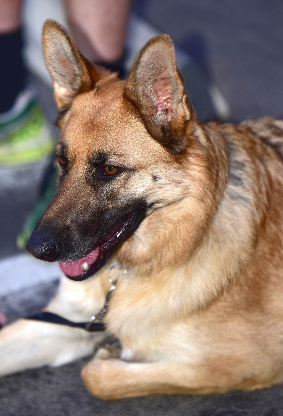 California Search K9 LLC - K9 Training Academy - Cadaver and Tracking