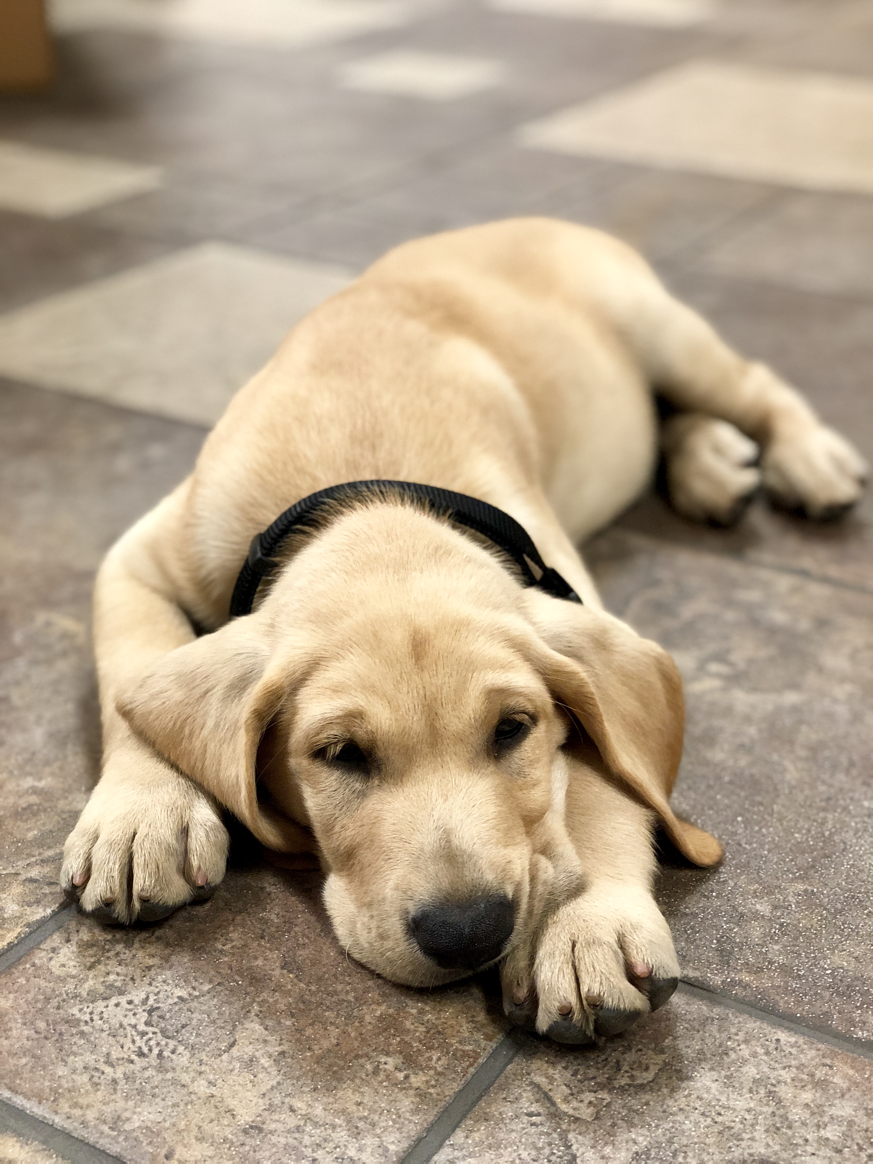 California Search K9 LLC - K9 Training Academy - Cadaver and Tracking