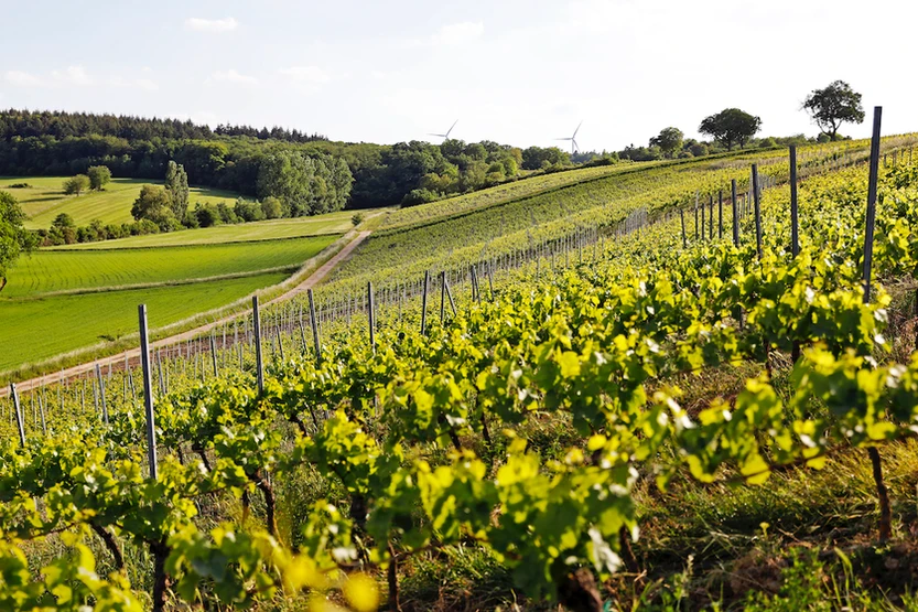 WEINGUT STEITZ, STEIN-BOCKENHEIM, Rheinhessen