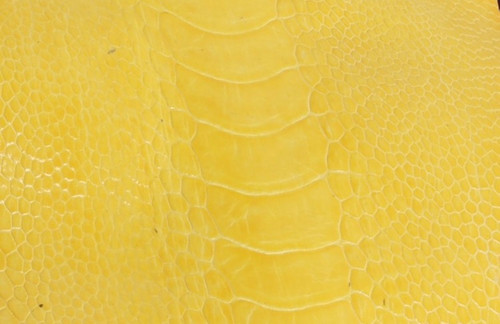 Patas De Avestruz Piel Piel Color Amarillo | exoticleathersbyray
