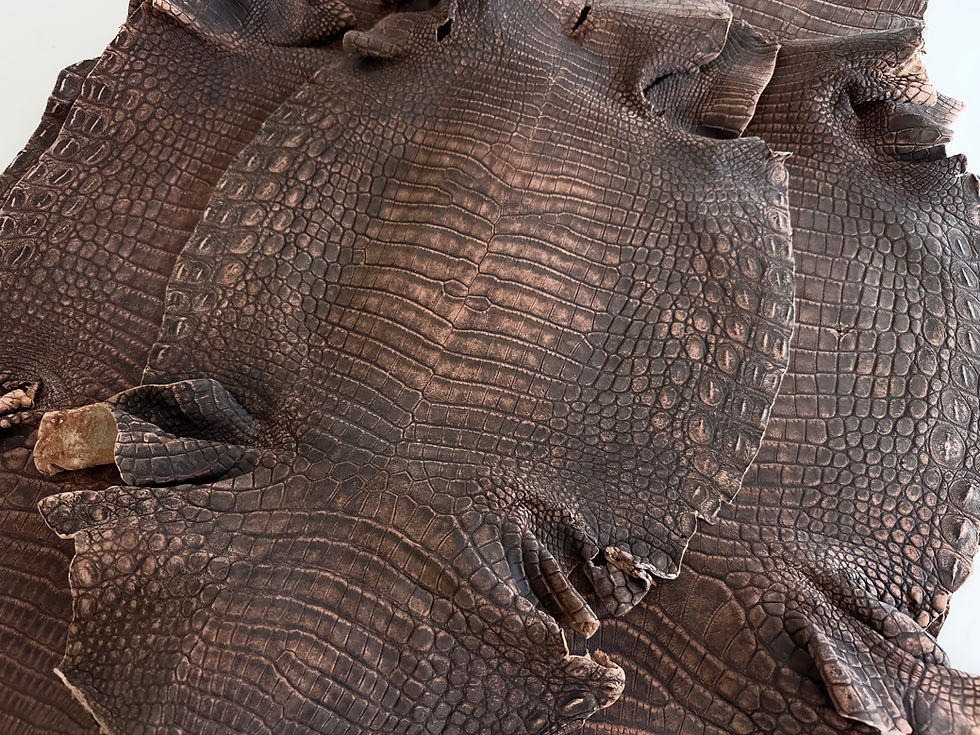 Crocodile Belly Skins | exoticleathersbyray