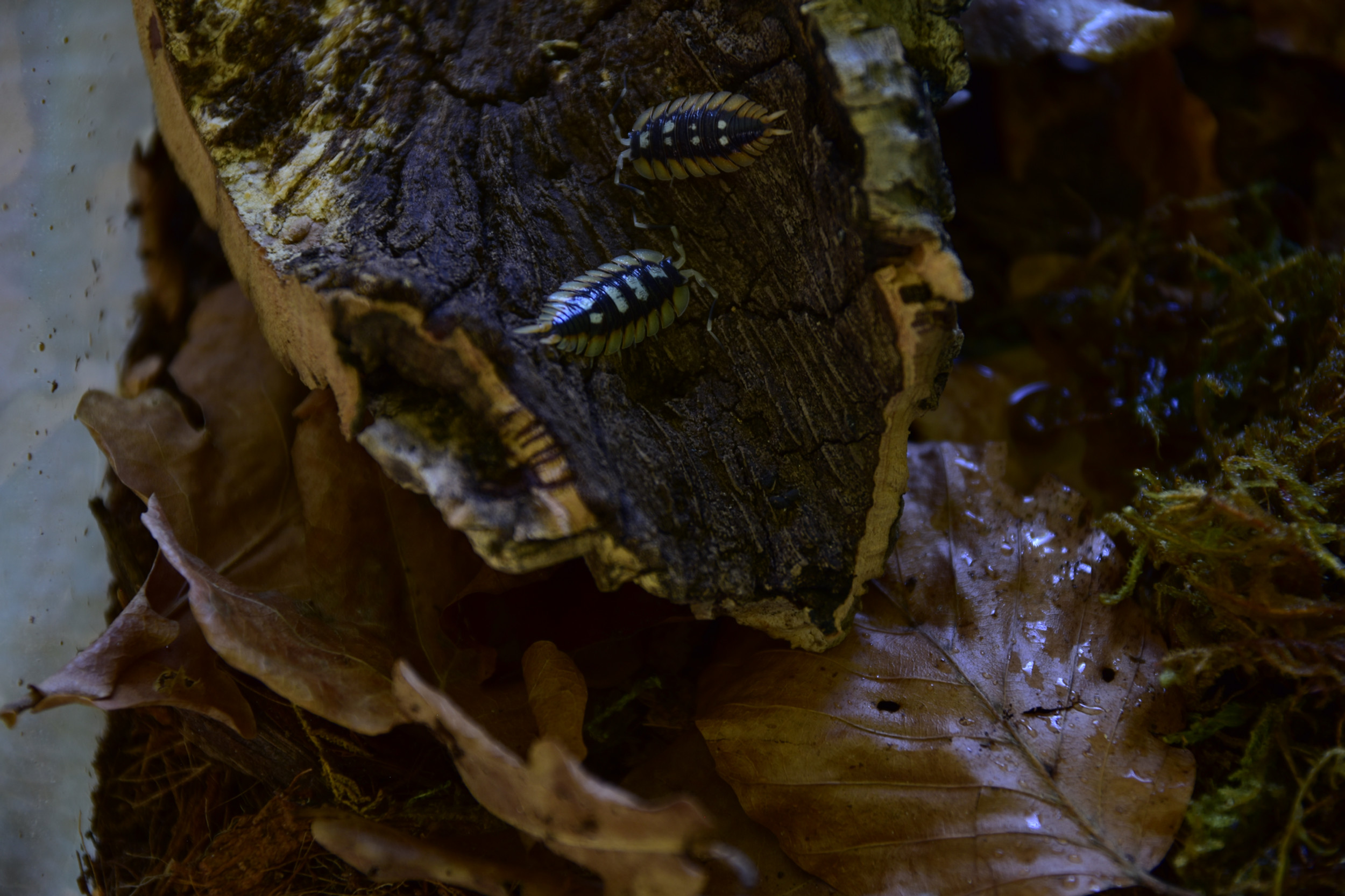 Porcellio Expansus | Swiss Reptile