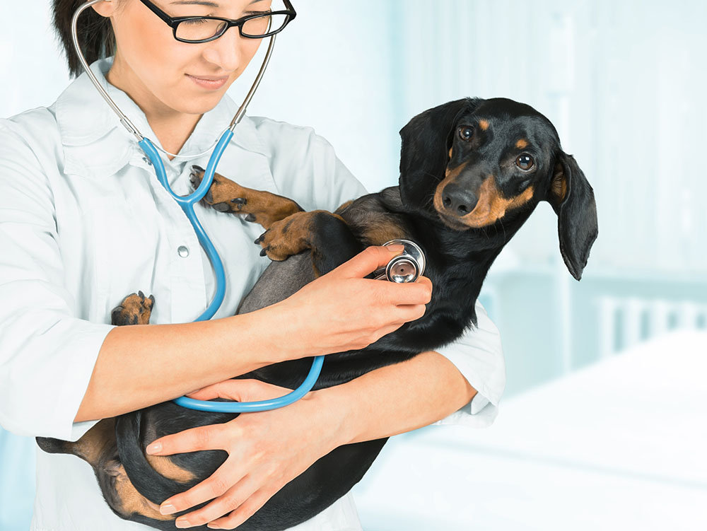 Managing Compassion Fatigue in Veterinary Practices 2024