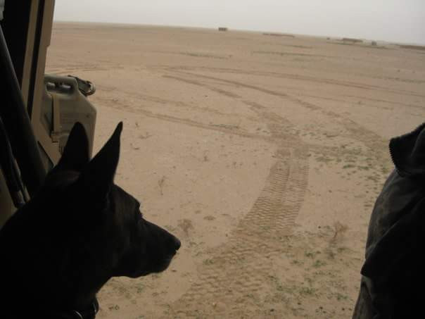 Home | Green to Alpha K9