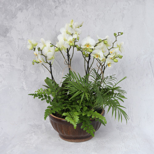 Venus' Touch | THE BLOOM ROOM