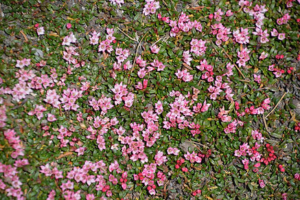 Enchanted Forest | Junie Bee Designs