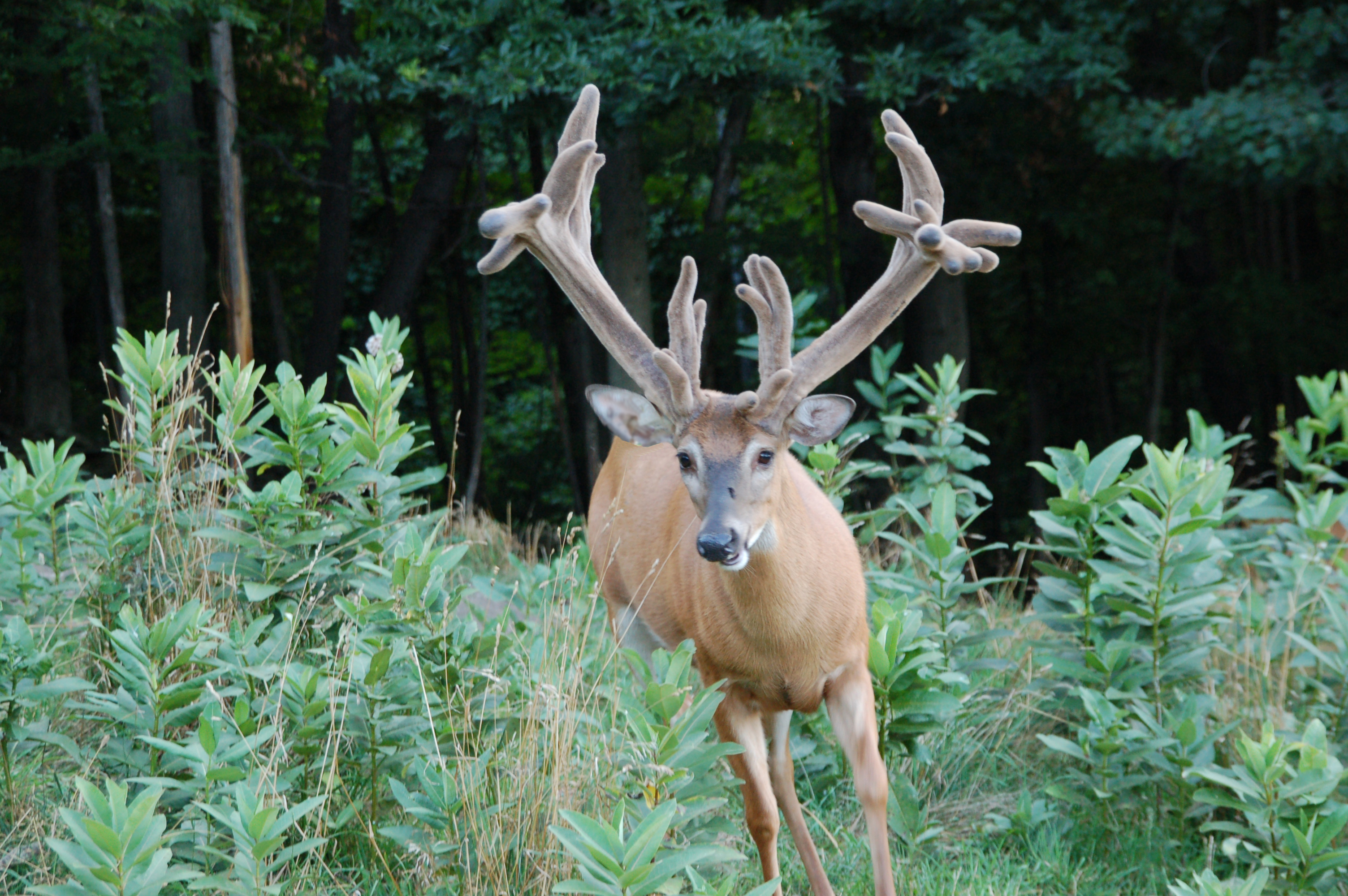 Caskey Mountain Hunting Preserve Richmondville N.Y.trophy whitetail