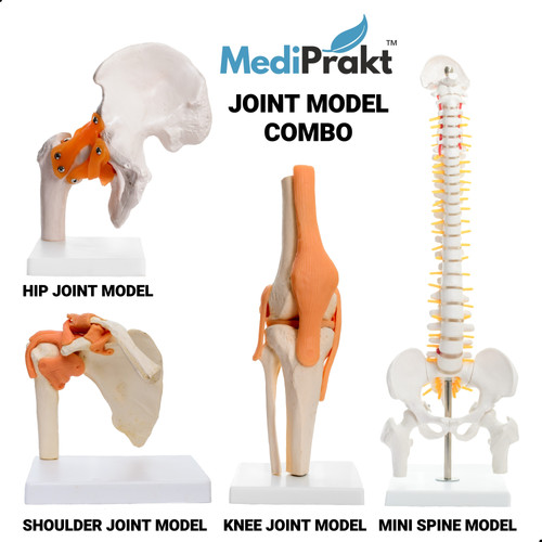 Set of HIP, SHOULDER, KNEE JOINT & MINI SPINE MODEL | Unbreakable PVC ...