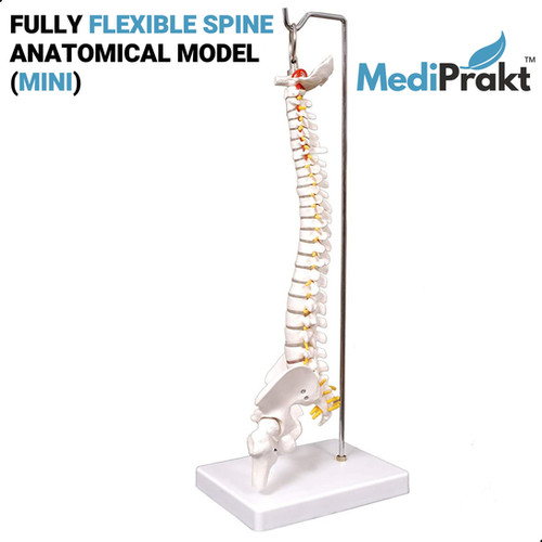 Fully Flexible Spine Model with Femur Head with Stand Anatomical Body Model