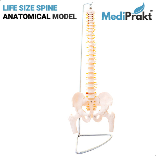 LIFE SIZE SPINE MODEL| MediPrakt