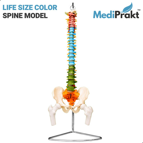 LIFE SIZE COLOR SPINE MODEL| MediPrakt
