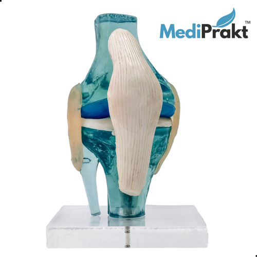 CLEAR KNEE JOINT MODEL | LIFE SIZE | With Flexible Ligaments | For ...